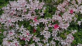 Early May Garden at Winterthur