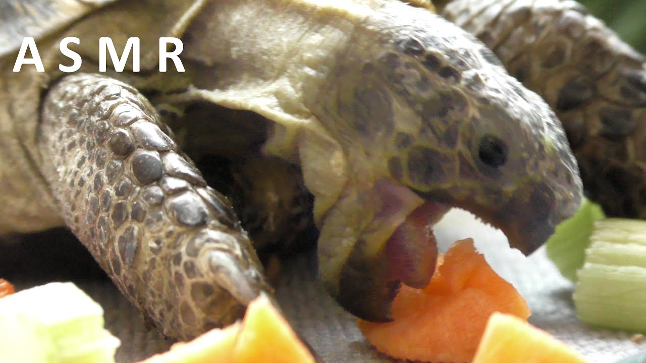 Turtle eats sliced carrot / pepper / celery | Animals ASMR #23 - YouTube