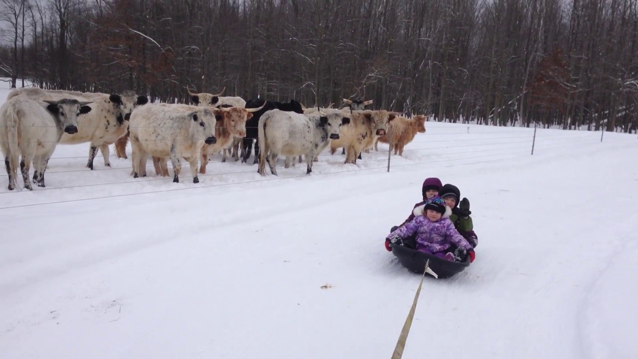 Farm sled ride with cows looking on Christmas week after a snow storm ...