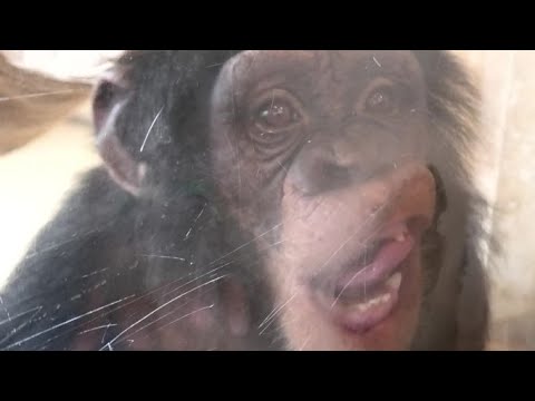 I'll show you my popcorn! by Ibuki ポップコーンを見せてあげるね！イブキ Chimpanzee Tama ...