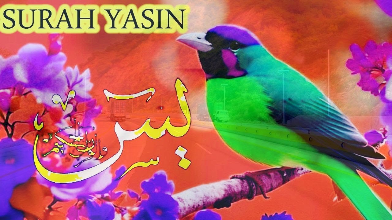 Surah Yaseen in beautiful Vie| Surah Yasin|Surah yaseen FullHD💖|Yaseen ...