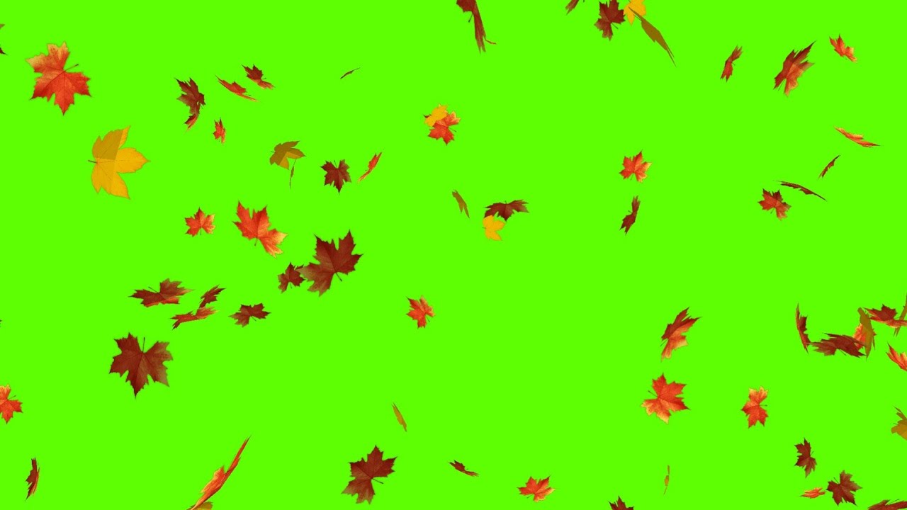 Maple leaf Green Screen effect || maple 🍁 laef 🍃 Green Screen video ...