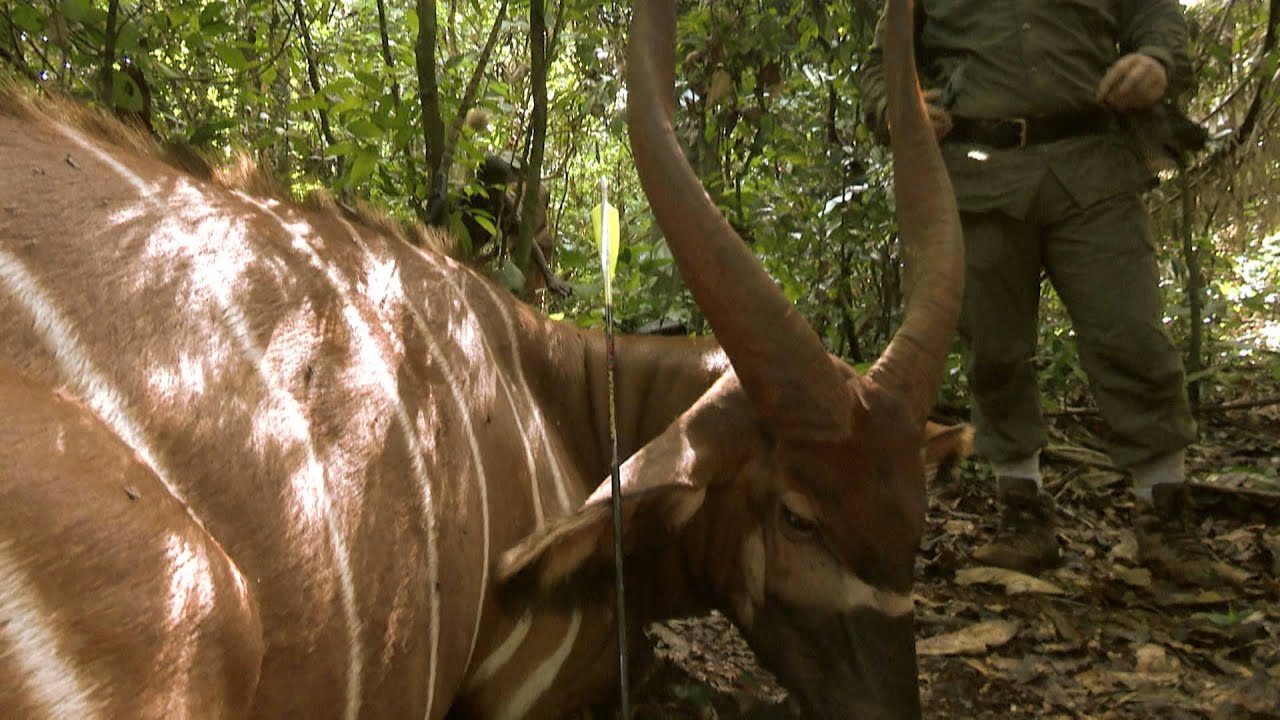 Bongo Hunting. Cameroon at it's Best - YouTube