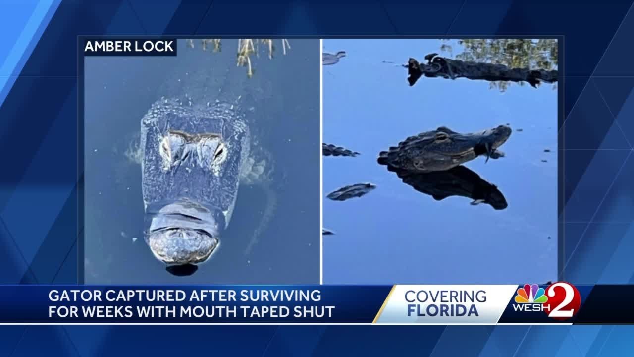 Alligator living with mouth taped shut since December has been captured ...