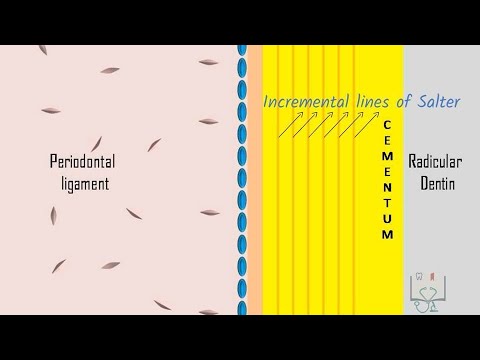 Cementogenesis - YouTube