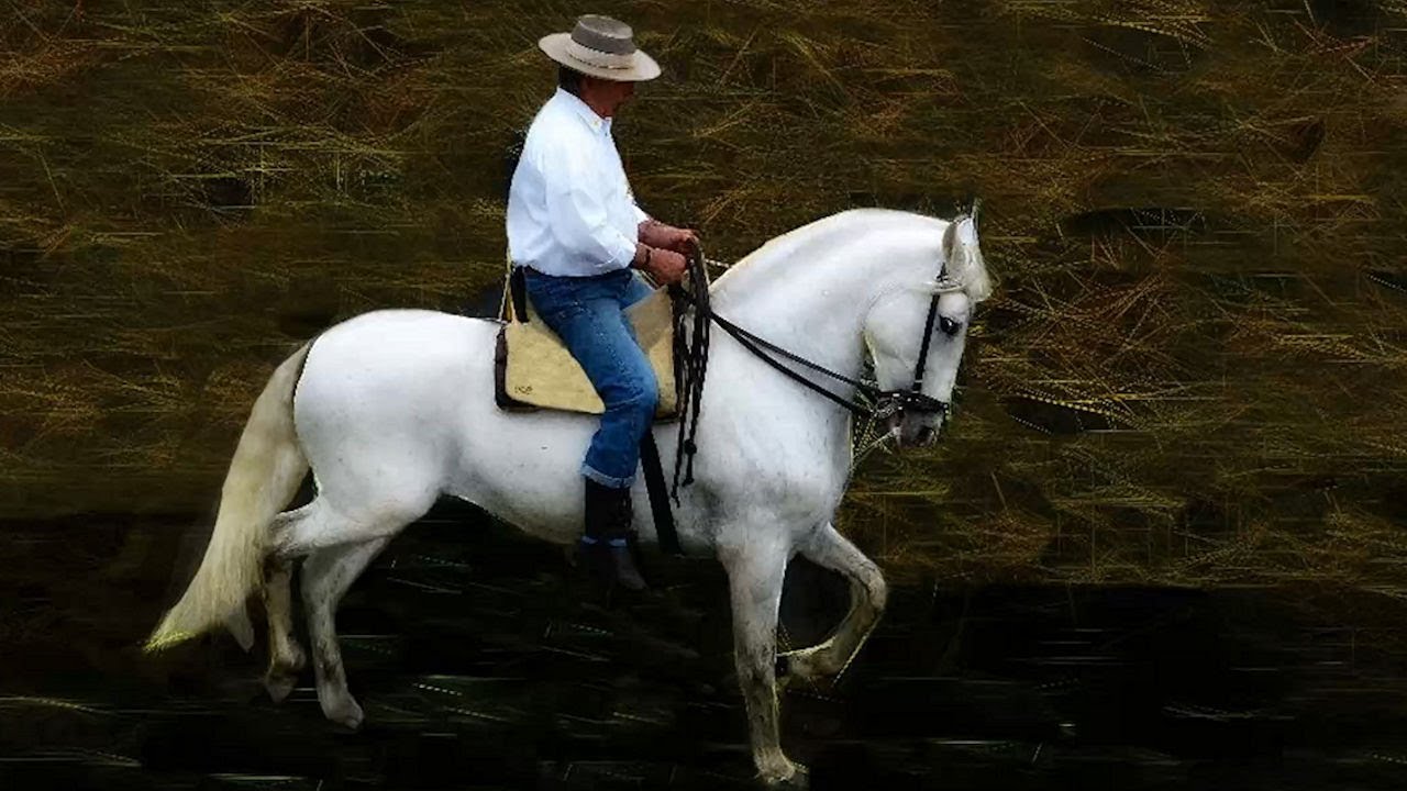 ANDRE RIEU - NIGHTINGALE SERENADE - South France - NATURE and FAUNE ...