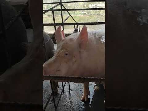 white pig #video #shorts - YouTube