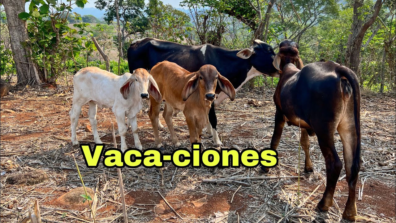 😍Miren que buen crecimiento llevan los terneros!😍 ️(YA ESTÁN BIEN ...