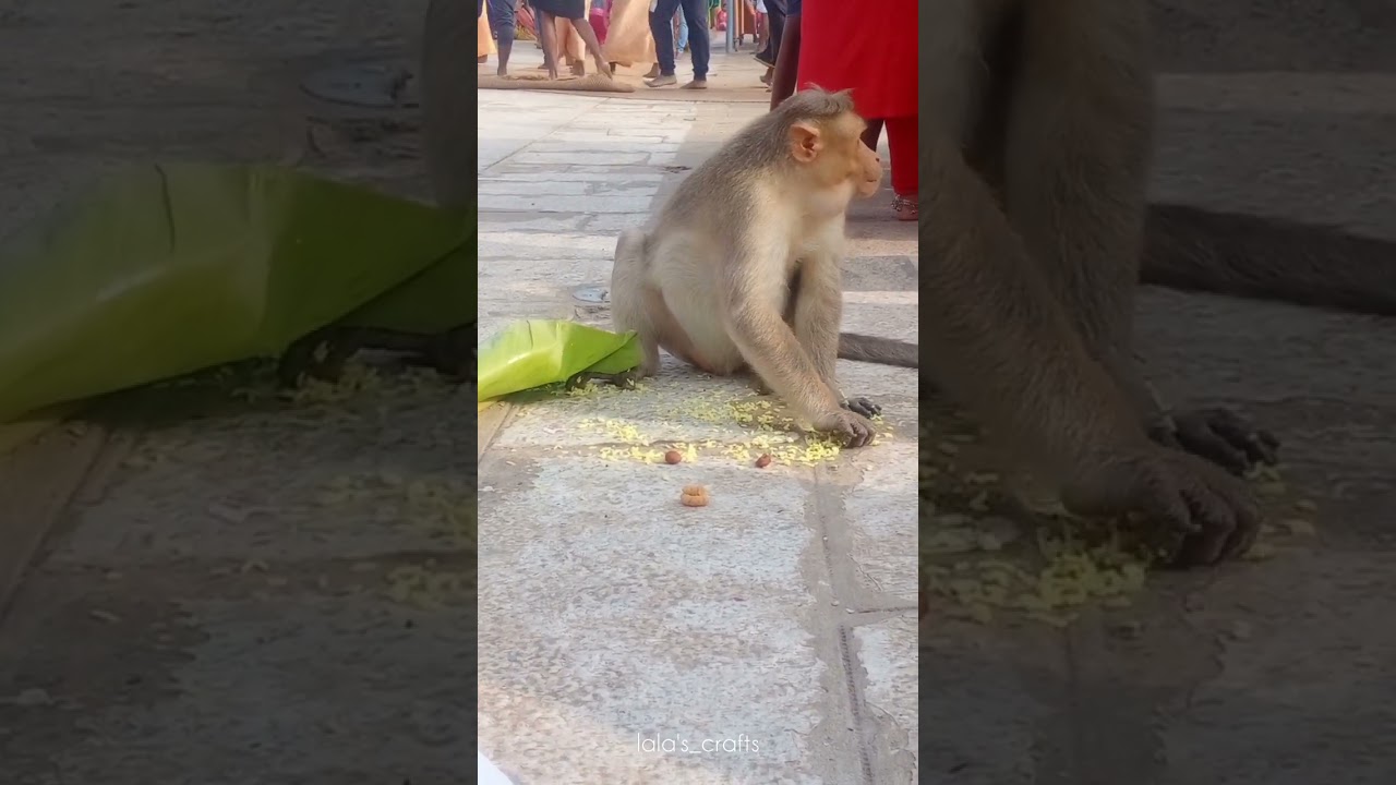 monkey eating lemon rice | pazhanimalai kovil #monkeyeating #monkey ...