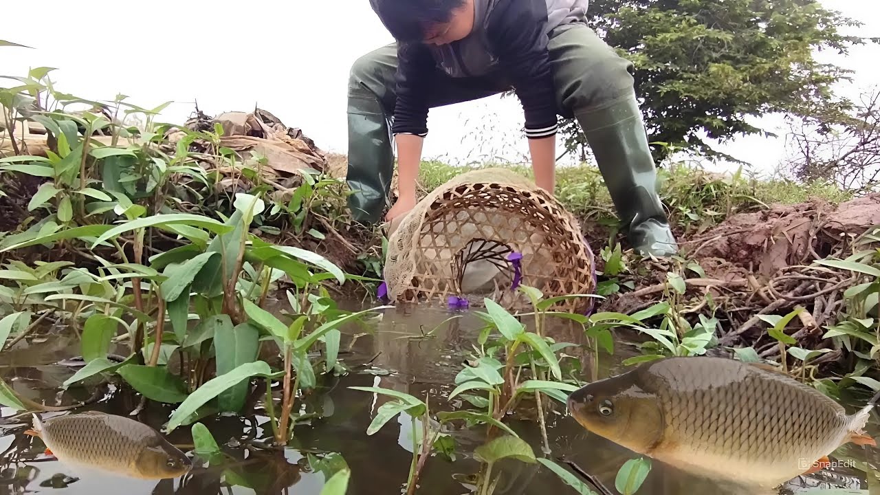 Fish Trapping Skills The Boy Caught Many Fish by Blocking the Stream to ...