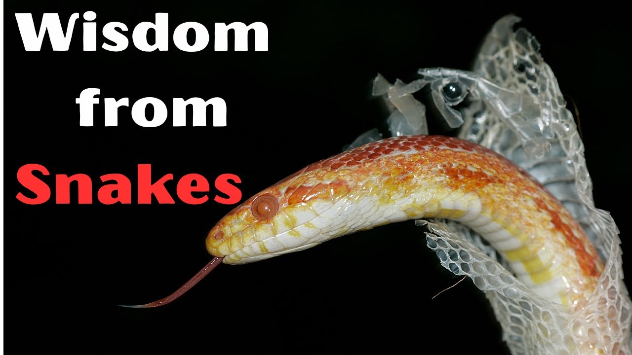 How to Embrace Change and Become New: Lessons from Snakes-Amazimals ...
