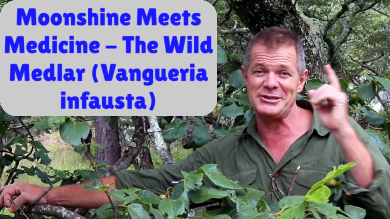 Moonshine Meets Medicine - The Wild Medlar (Vangueria infausta) - YouTube