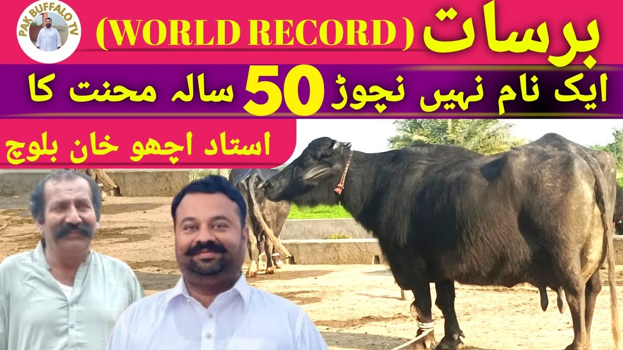37.595 kg World Record || Sardar Achoo Khan Baloch || Hafiz Azhar Jutt ...