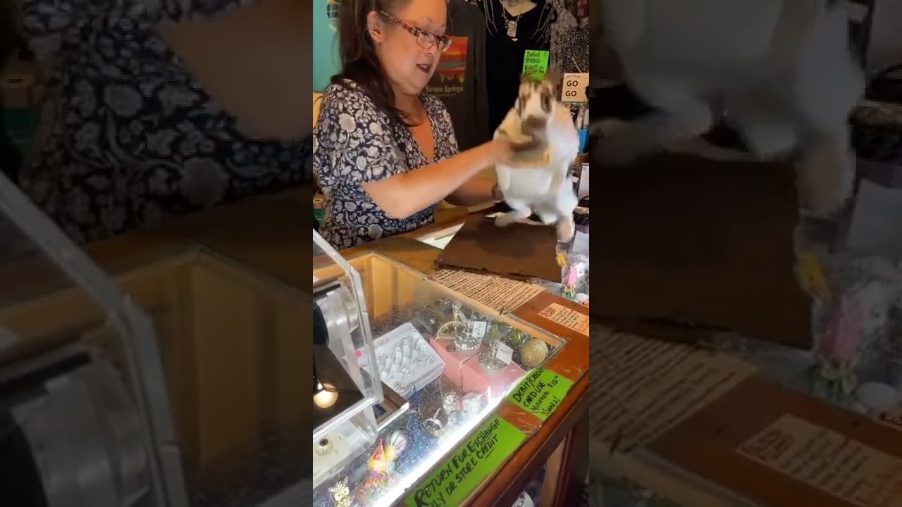 Bunny Helps Owner With Store Operations - 1354512-1 - YouTube