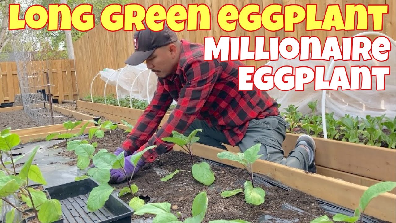 Binabayo ng hangin ang mga bagong tanim na talong | long green at ...