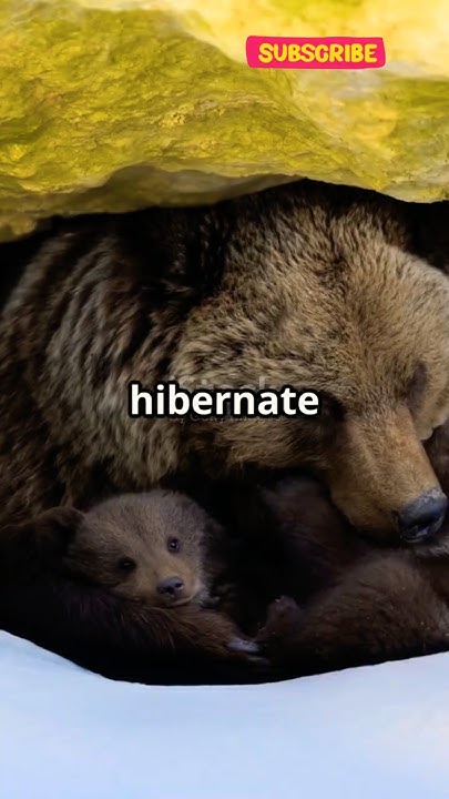 Why Some Bears Hibernate ( Others Don't ) - YouTube