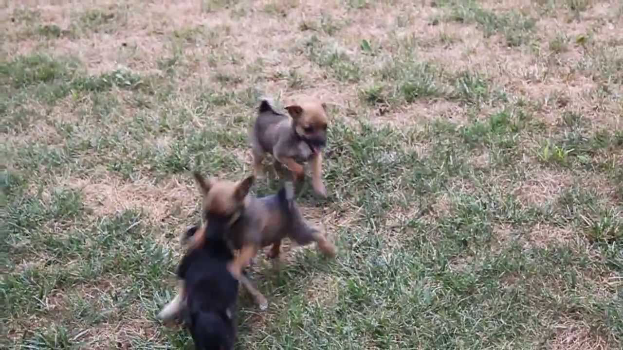 Jack-A-Ranian Puppies - www.greenfieldpuppies.com - YouTube