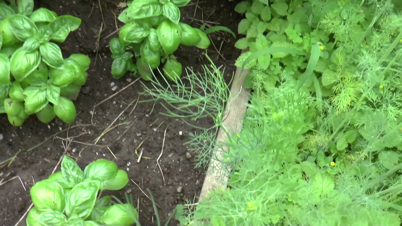 Survival Garden. This will keep you alive!! - YouTube