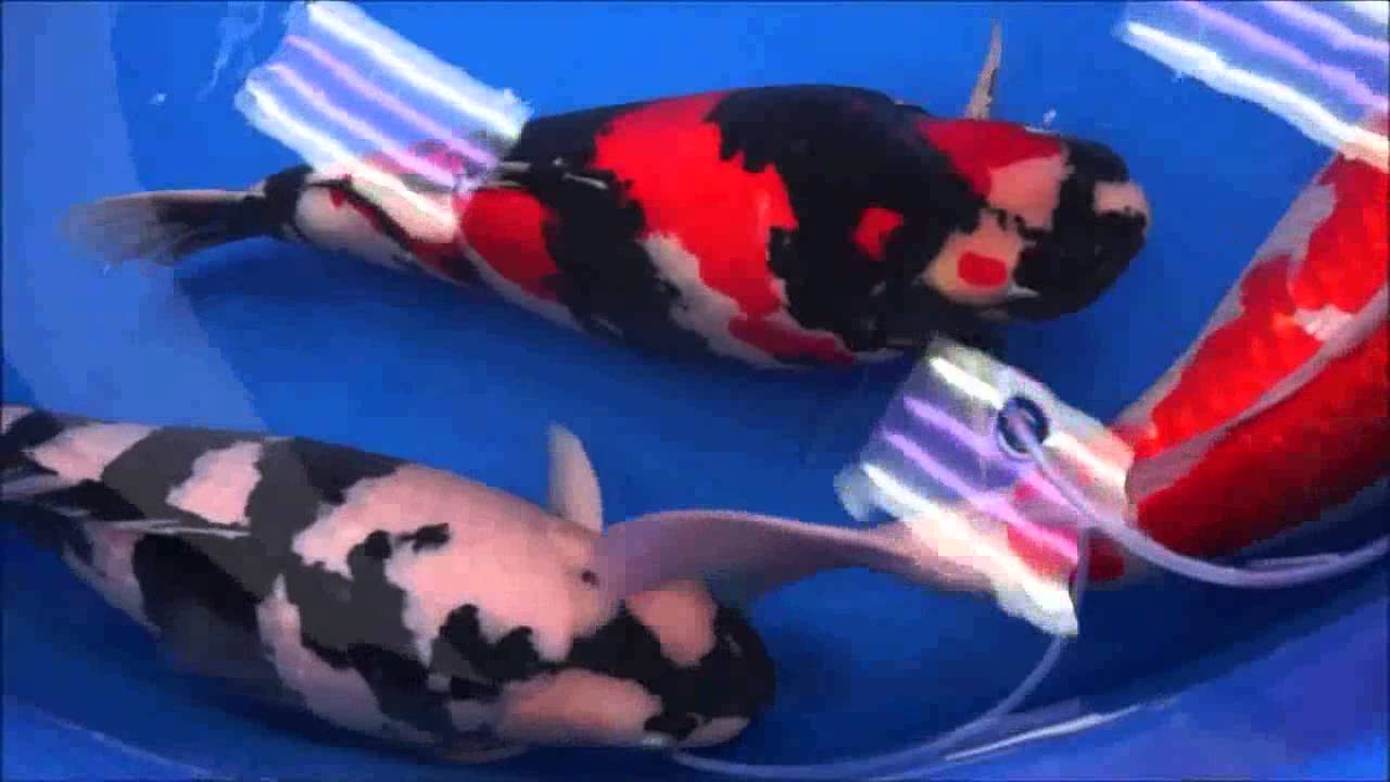 All Japan koi show 2016 , Part 2 - YouTube