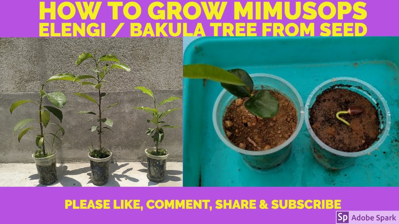 How to grow Mimusops elengi / Bakula from seed - YouTube