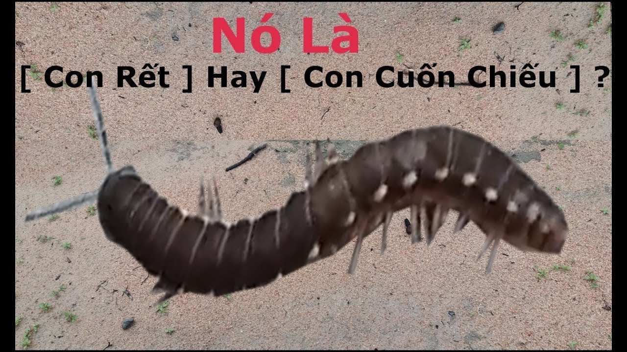 Cho Em Hỏi ? Đây Là [ Con Rết Độc ] Hay [ Con Cuốn Chiếu ] .Làm Ơn Trả ...