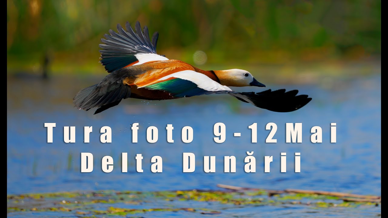 Tura Foto Delta Dunarii 9-12 Mai 2024 - YouTube