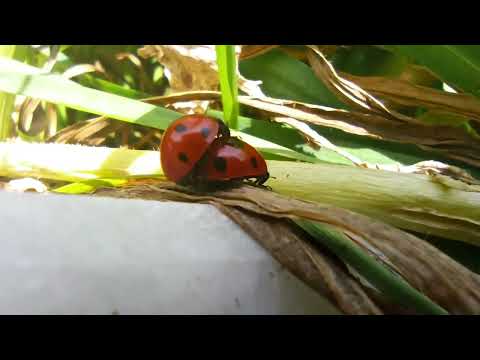 ladybird, uğur böceği,Coccinella septempunctata, çiftlesmesi