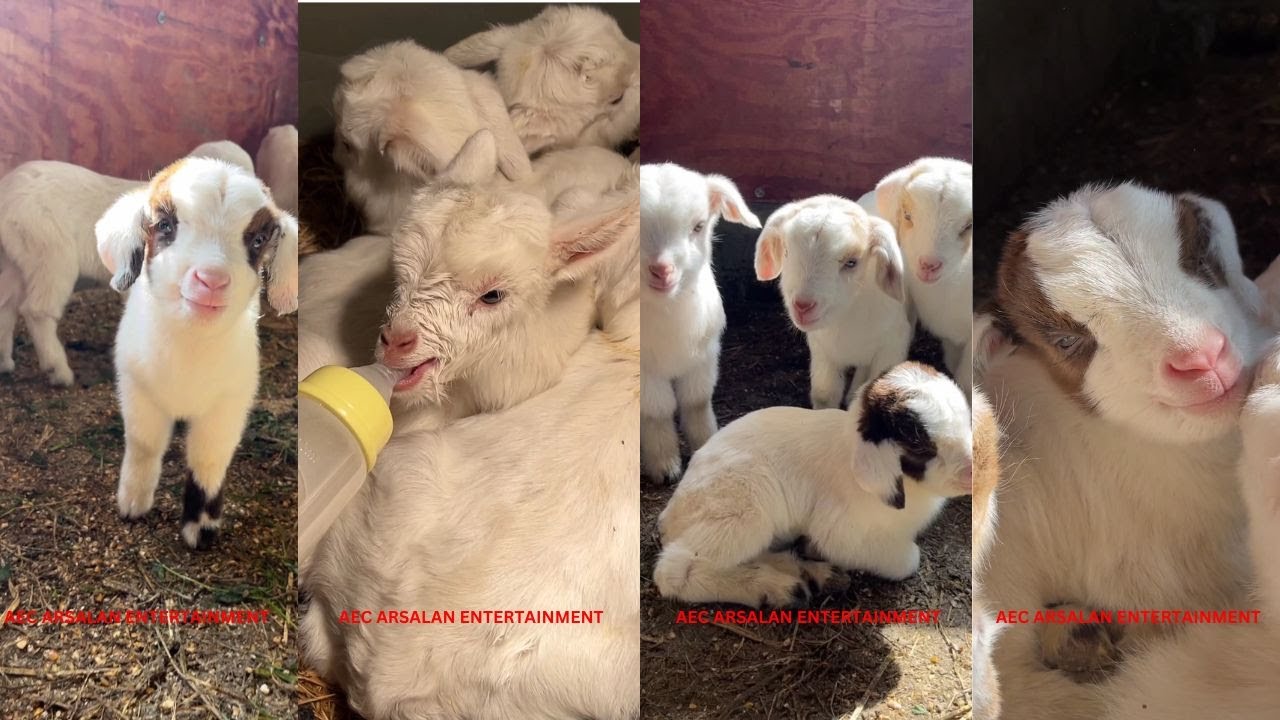 Cute Baby Goat | Beautiful Goat Kids #viral #trending #trend # ...