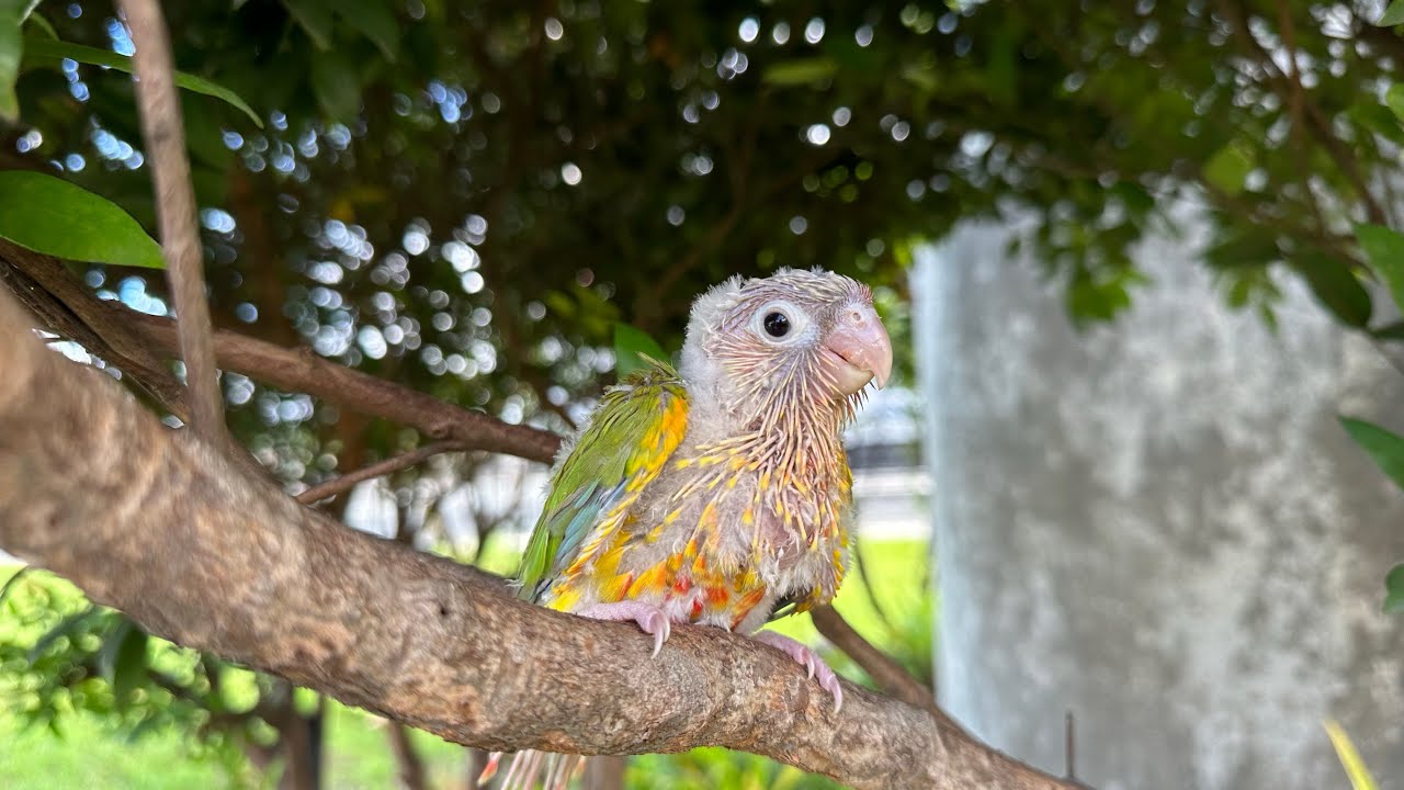 (27 Days Old) GREEN CHEEK CONURE CHICK - YouTube