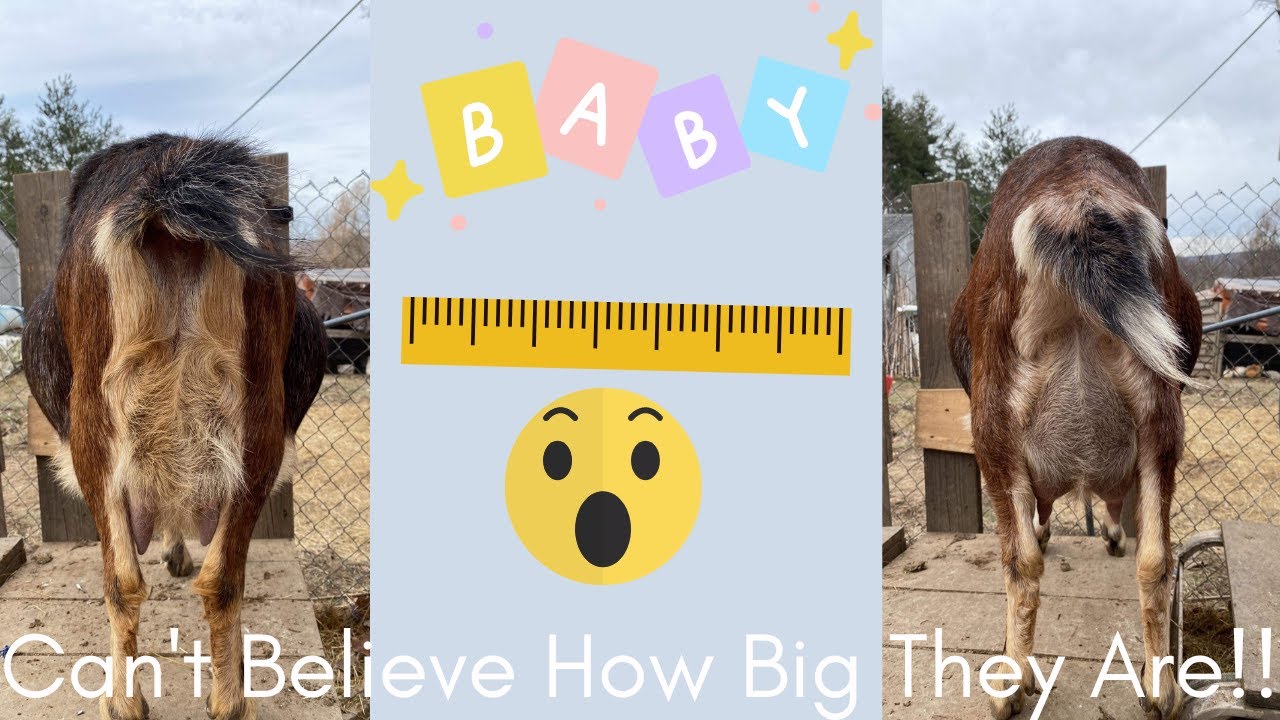 Goat Bump Date! How Many Will They Have? - YouTube