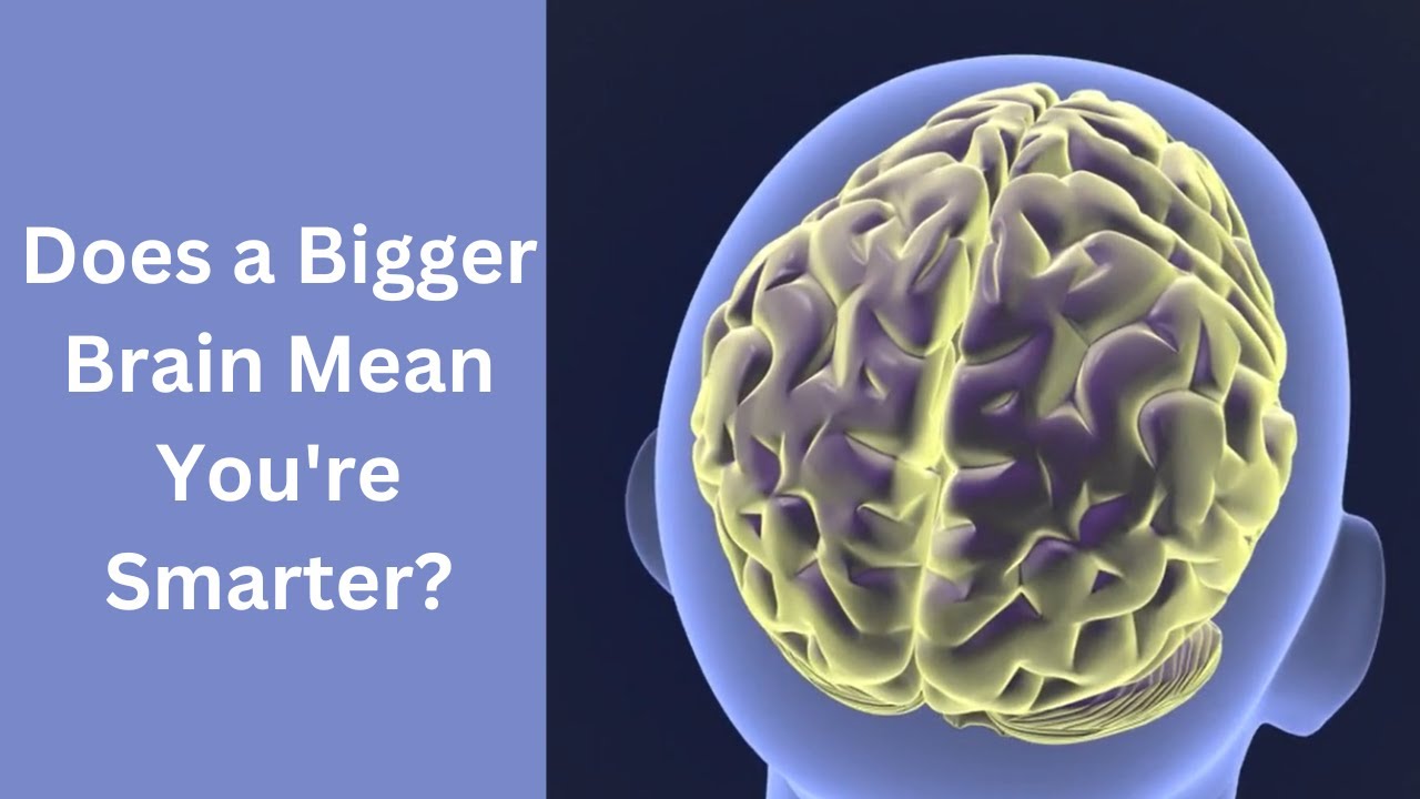 Does A Bigger Brain Mean You re Smarter YouTube does-a-bigger-brain-mean-you-re-smarter-youtube