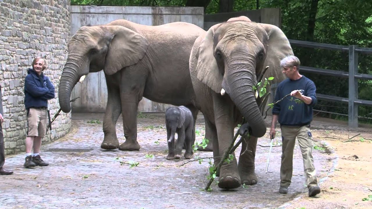 HATARI Baby Elefanten Walk - YouTube