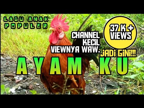 Ayam Ku | Lagu Anak Populer - YouTube