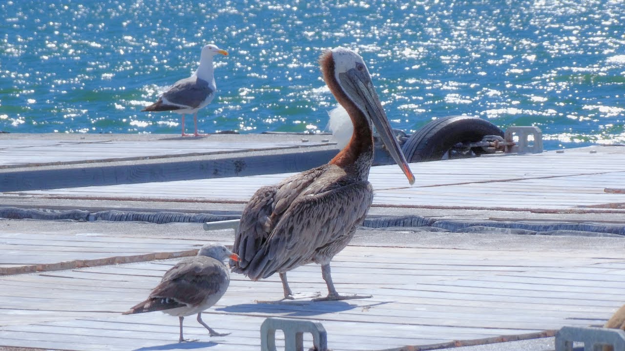 Pelican Facts | Discovering the Size, Habitat And Species Of Pelicans ...
