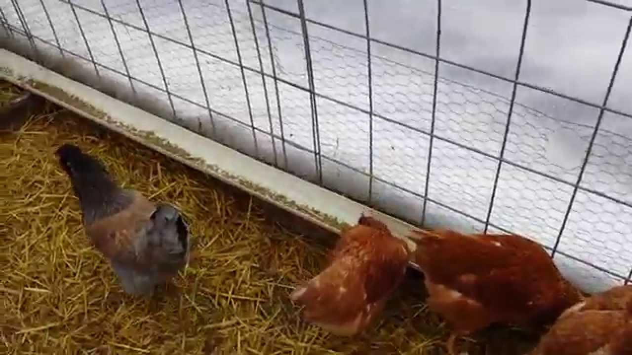 Trough Feeder for our chickens in their winter housing - YouTube