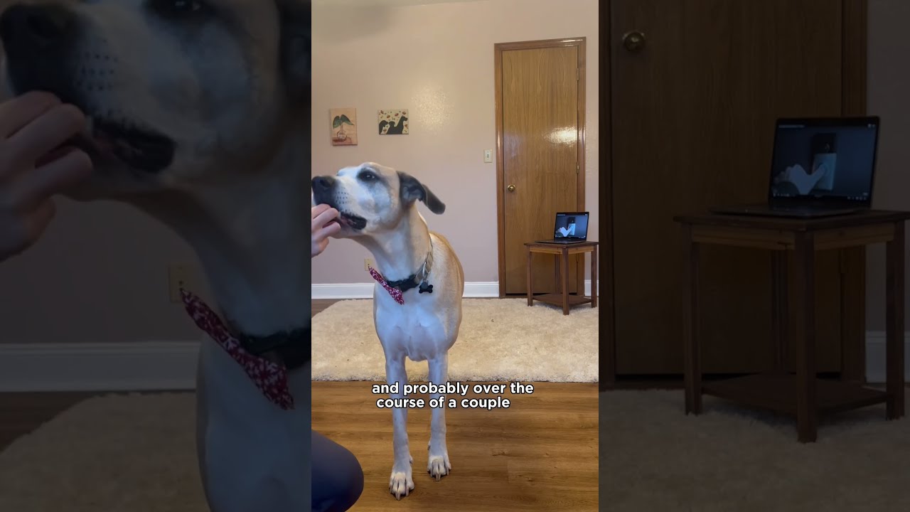 Doorbell Sound Training Tips For Dogs puppybarking puppygrowling