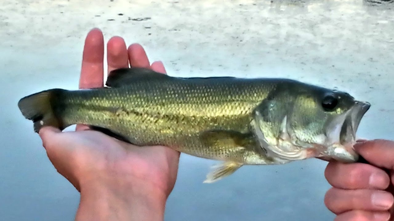Catching Fish with the ATV of Bass Lures at Springs Park Pond - YouTube