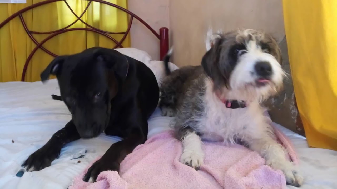 Saludo Perruno!!! - YouTube
