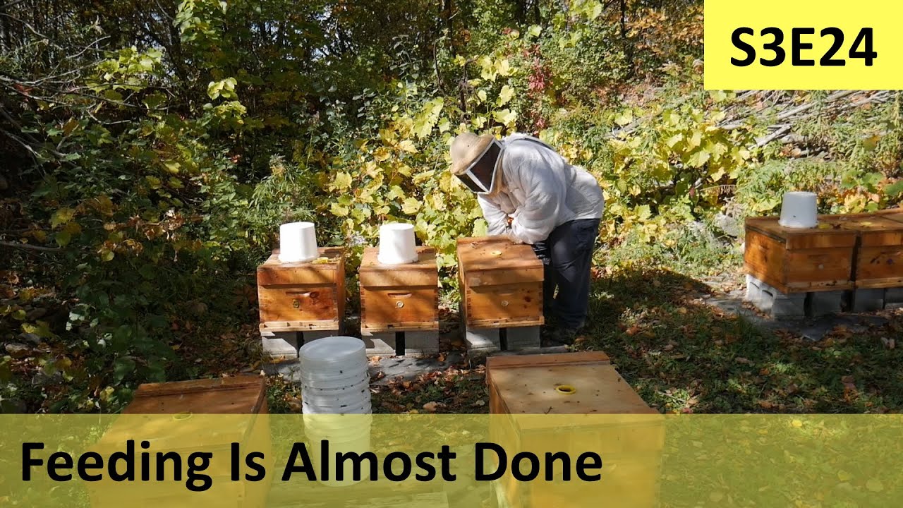 Distributing The Leftover Feed - YouTube