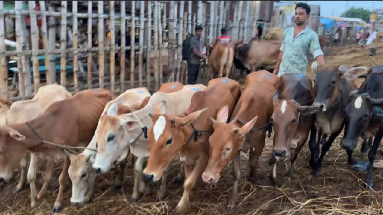Cow unloading gabtoli cattle market 2023 | Biggest cow in Bangladesh ...