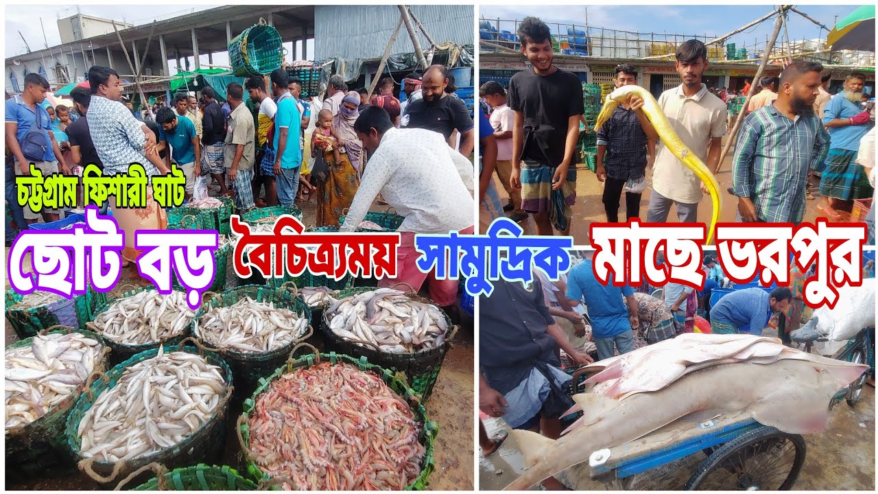 ছোট বড় বৈচিত্রময় সামুদ্রিক মাছের বাজার চট্টগ্রাম ফিশারী ঘাট।Sea Fish ...