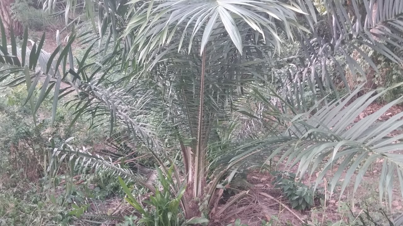 MCHAKATO WA MAWESE - YouTube