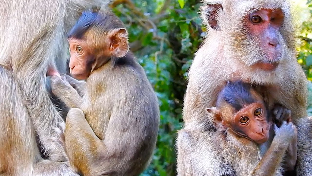 Baby monkey tries to hug sad mother - YouTube