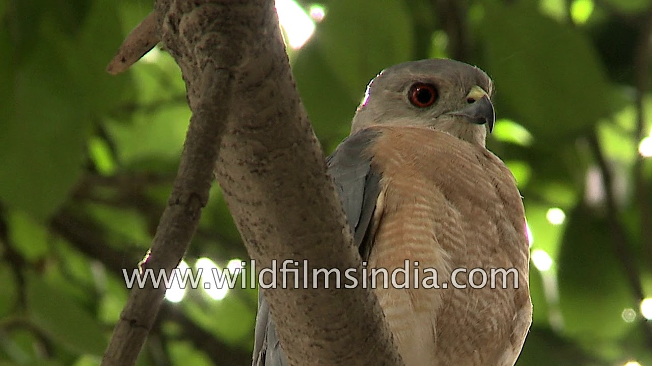 Shikra the red-eyed urban raptor of India - YouTube