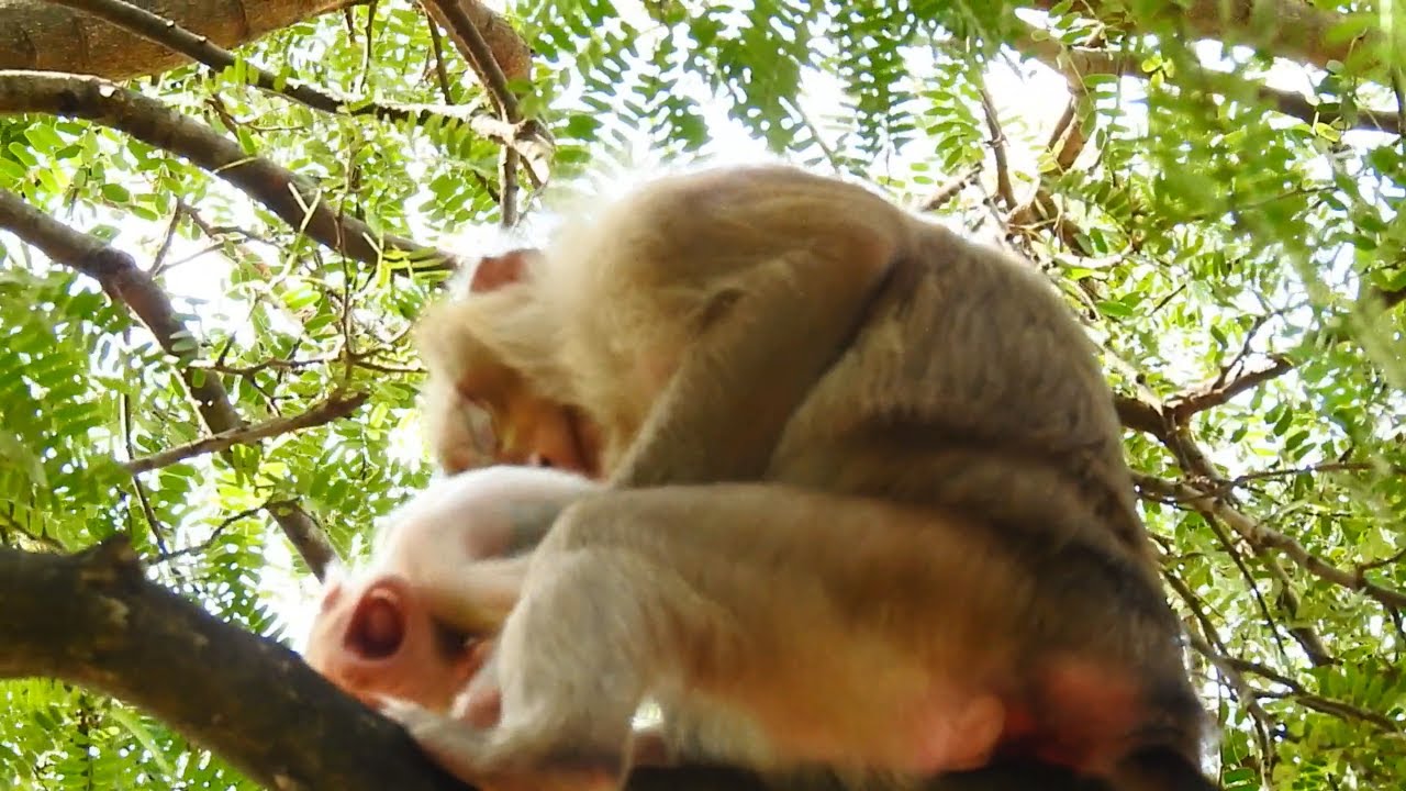 Terribly Sadly to see poor baby monkey strong mistreated by mother ...