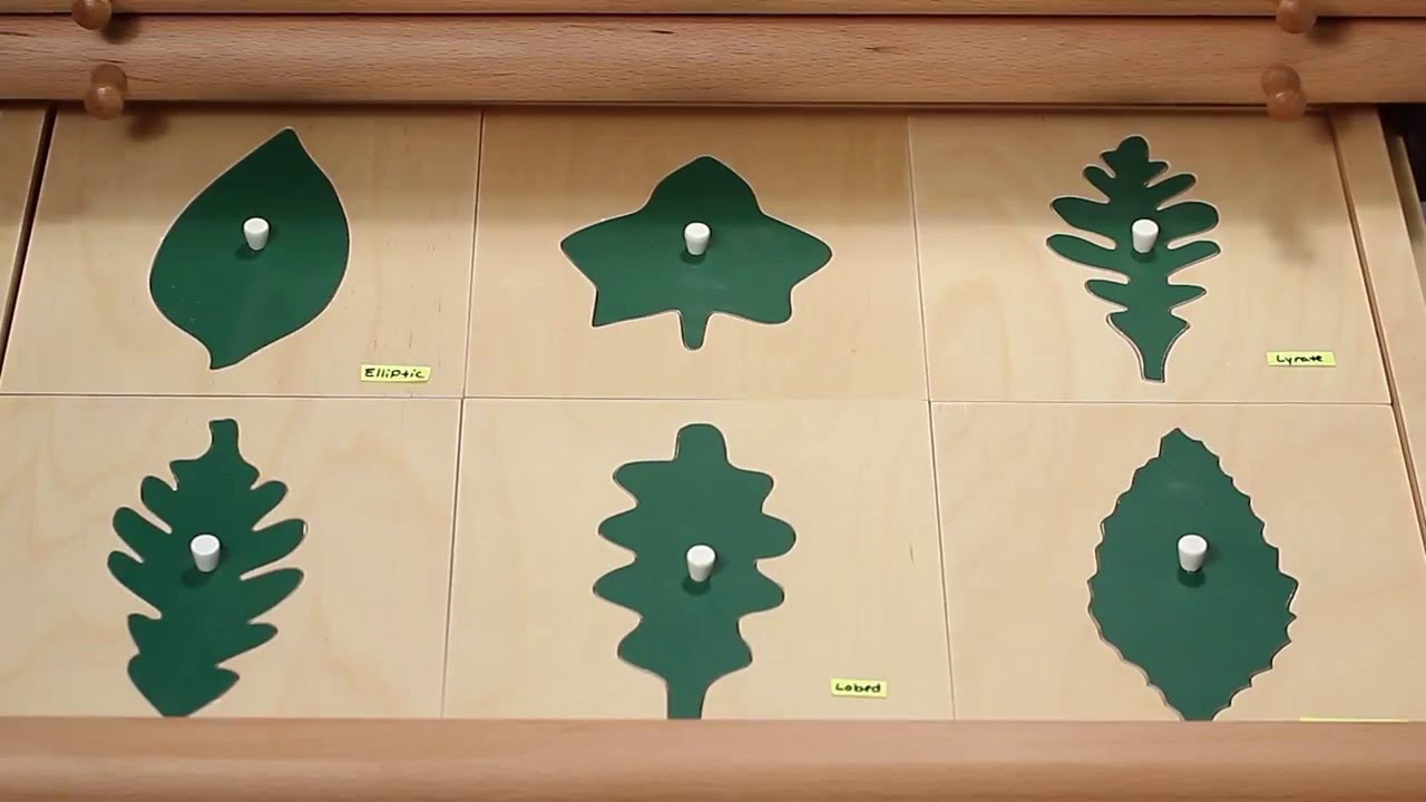 Alison s Montessori North American Botany Leaf Cabinet Premium Quality PB01 NA YouTube alison-s-montessori-north-american-botany-leaf-cabinet-premium-quality-pb01-na-youtube