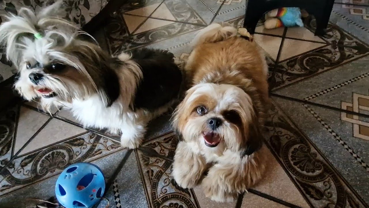 Recepção calorosa do Bob e da Pipoca - Shih Tzu - YouTube