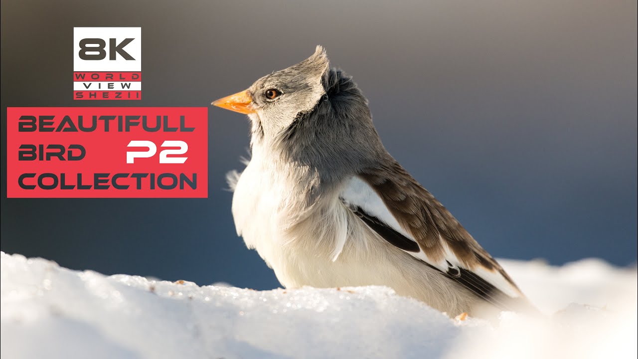 BIRDS COLECTION | Beautifull Bird Collection 8K HDR 30FPS ULTRA HD | 8K ...