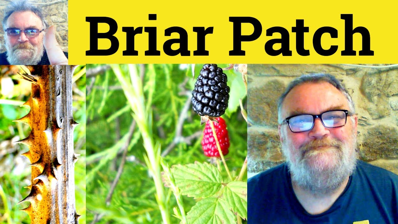 😎 Briar Patch Meaning - Briar Patch Definition - Briar Patch Defined ...