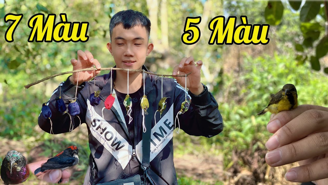 Bẩy Chim Hút Mật 7 Màu Và 5 Màu Gặp Được Con Chào Mào Vip Bị Sổng Và ...